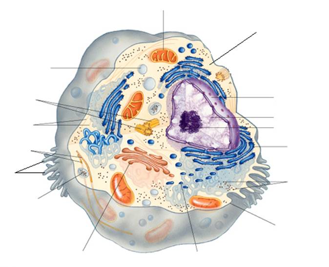 animal cell to label