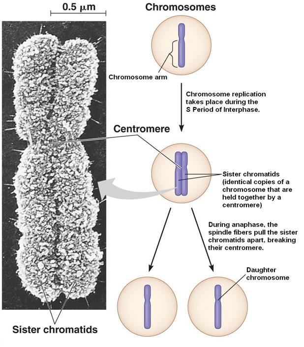 chromosome replication