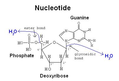 The Structure of DNA